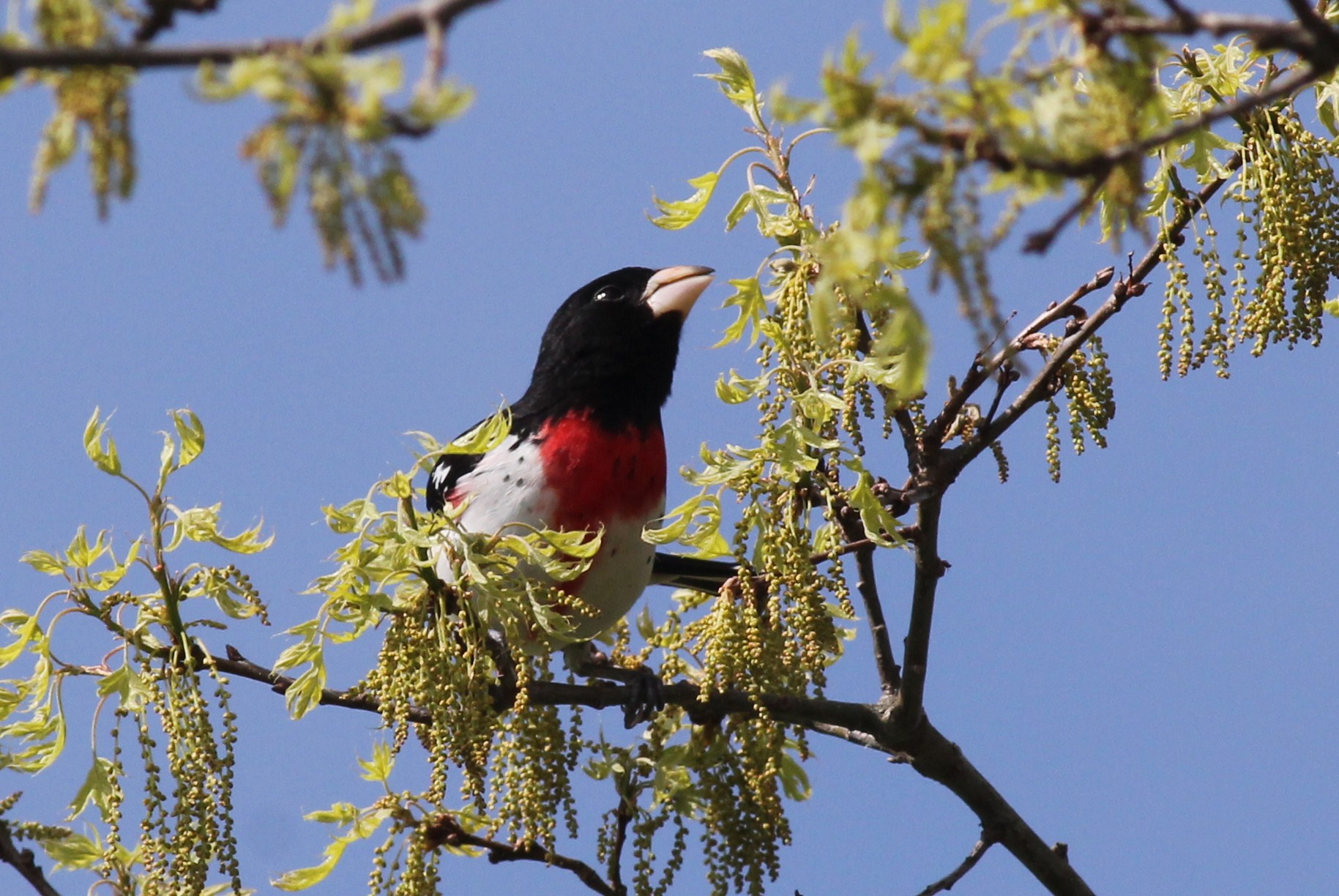 Breeding birds – Augusta Birding Club
