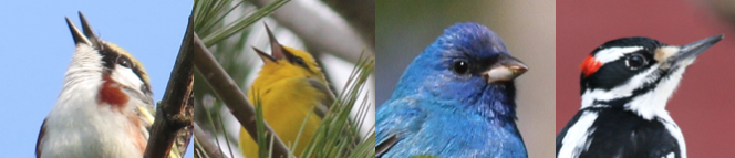 Gallery of local birds – Augusta Birding Club
