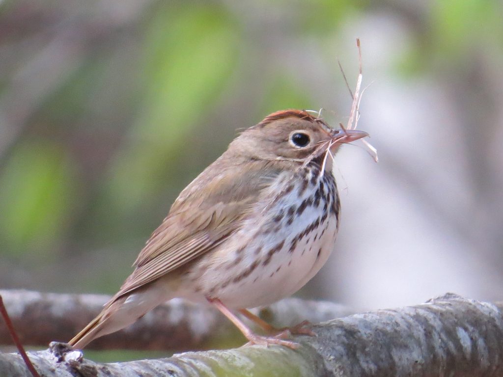 Breeding birds – Augusta Birding Club