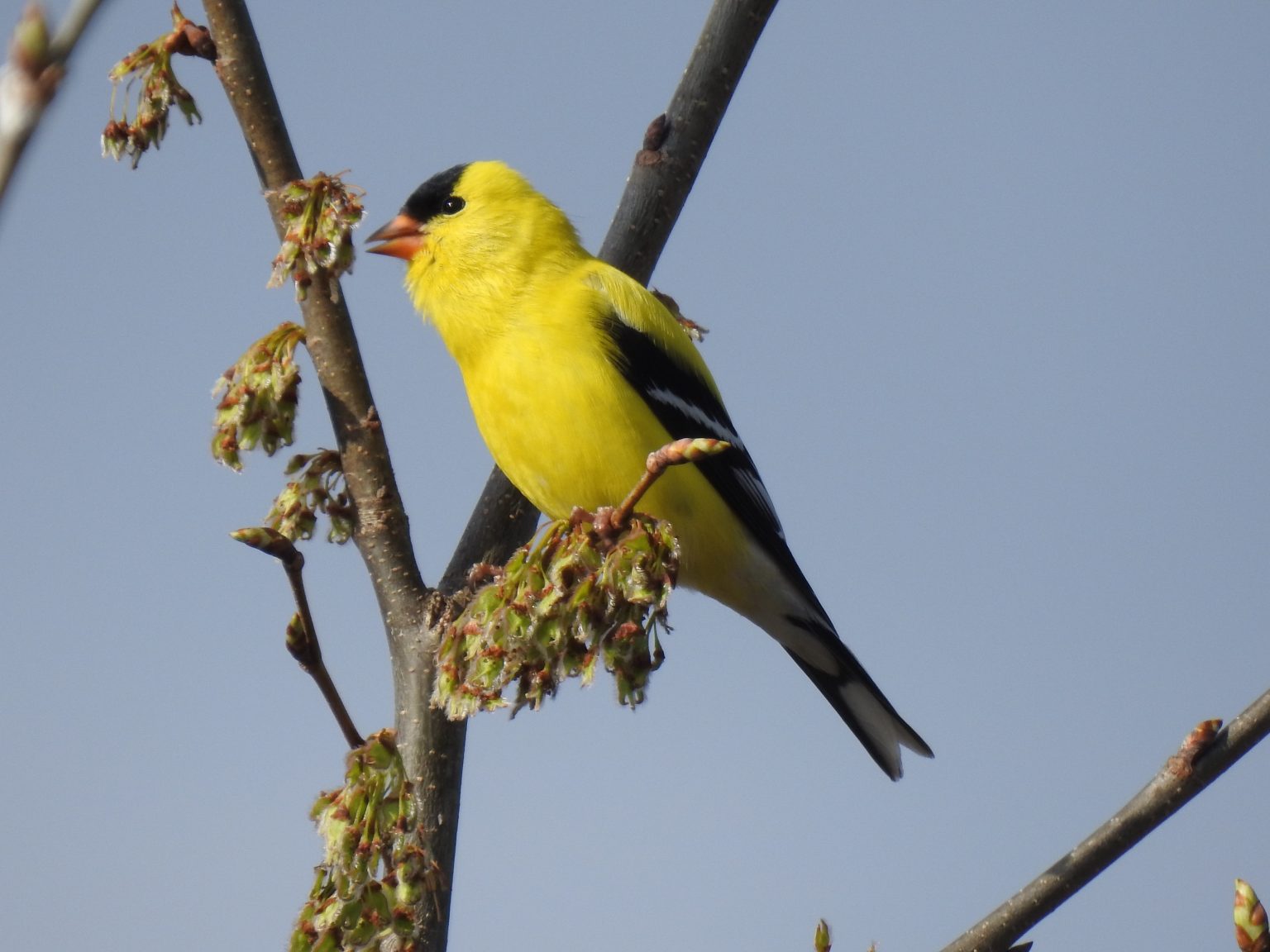 Breeding birds – Augusta Birding Club